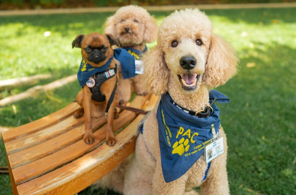 UCLA Health Peer-to-Peer Fundraising - Campaign