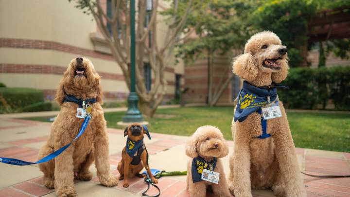 PAC Therapy Animals - People-Animal Connection | UCLA Health