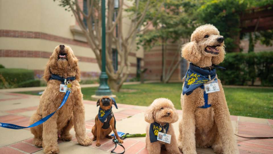 PAC Therapy Animals - People-Animal Connection | UCLA Health
