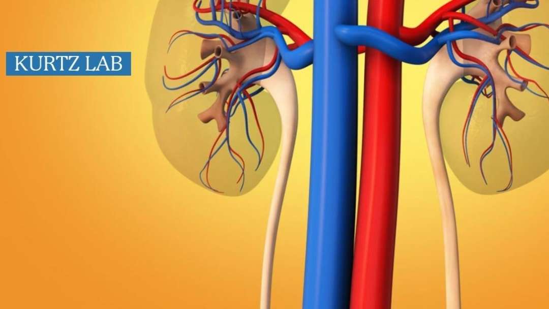 Kidney Programs - Nephrology | UCLA Health