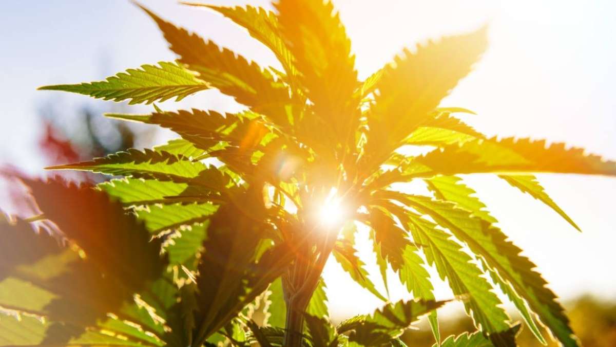 No, ingesting marijuana will not prevent COVID-19 | UCLA Health