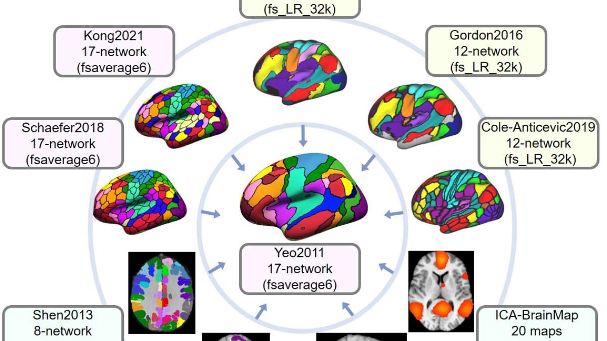Neuroscientists unveil digital 'translator' for brain studies ...