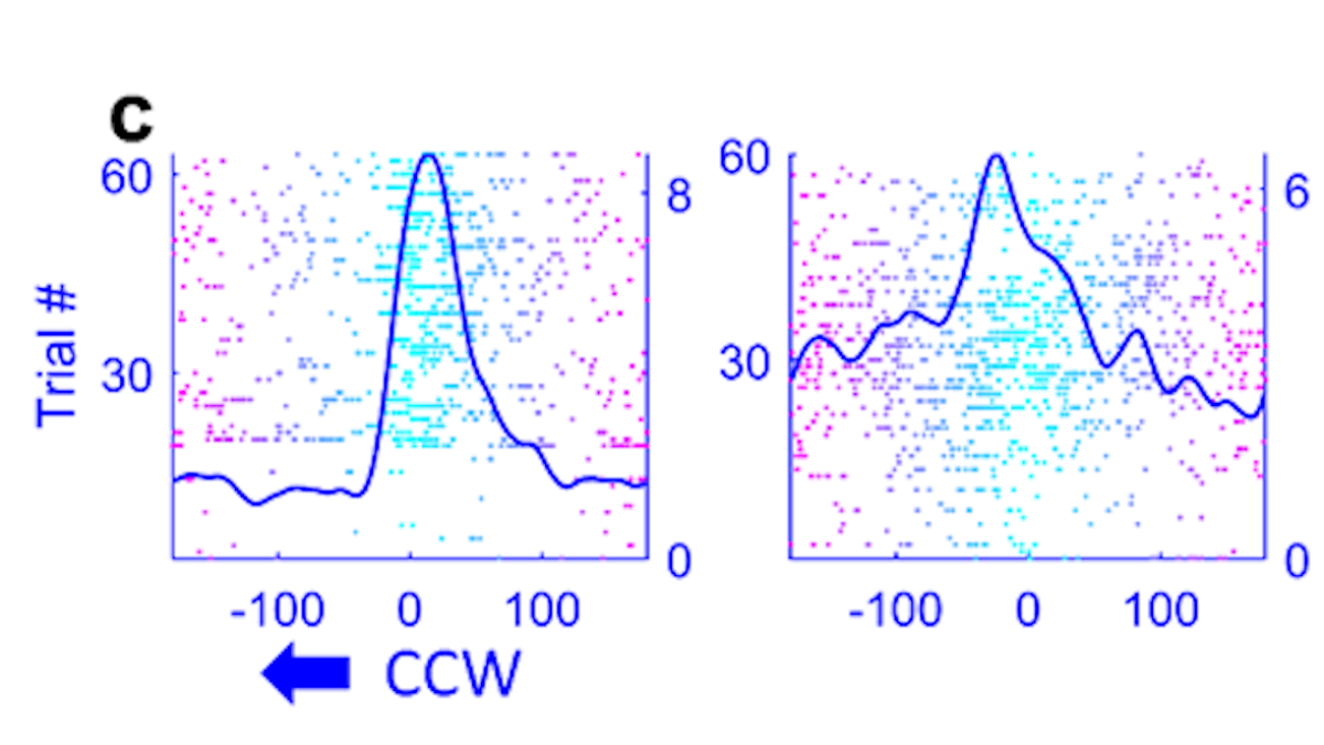 How does the brain keep track of things moving around us? A new piece ...