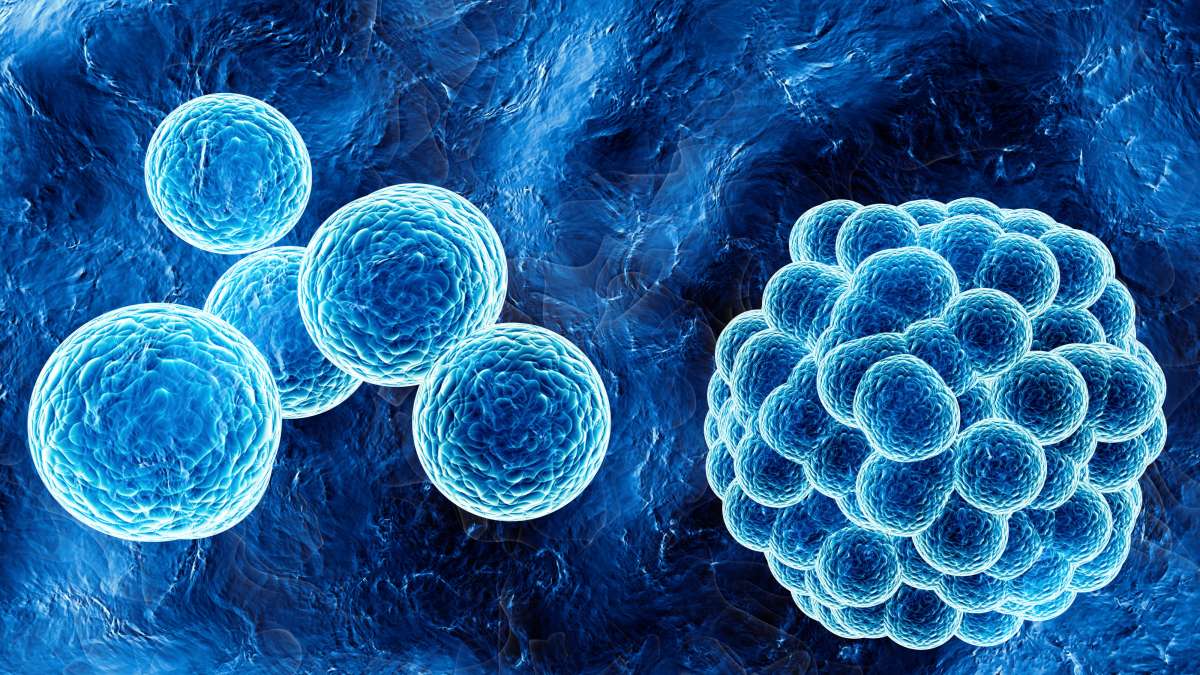 Suppressing Protein Vital to Cell Division Stops Certain Cancer Cells ...