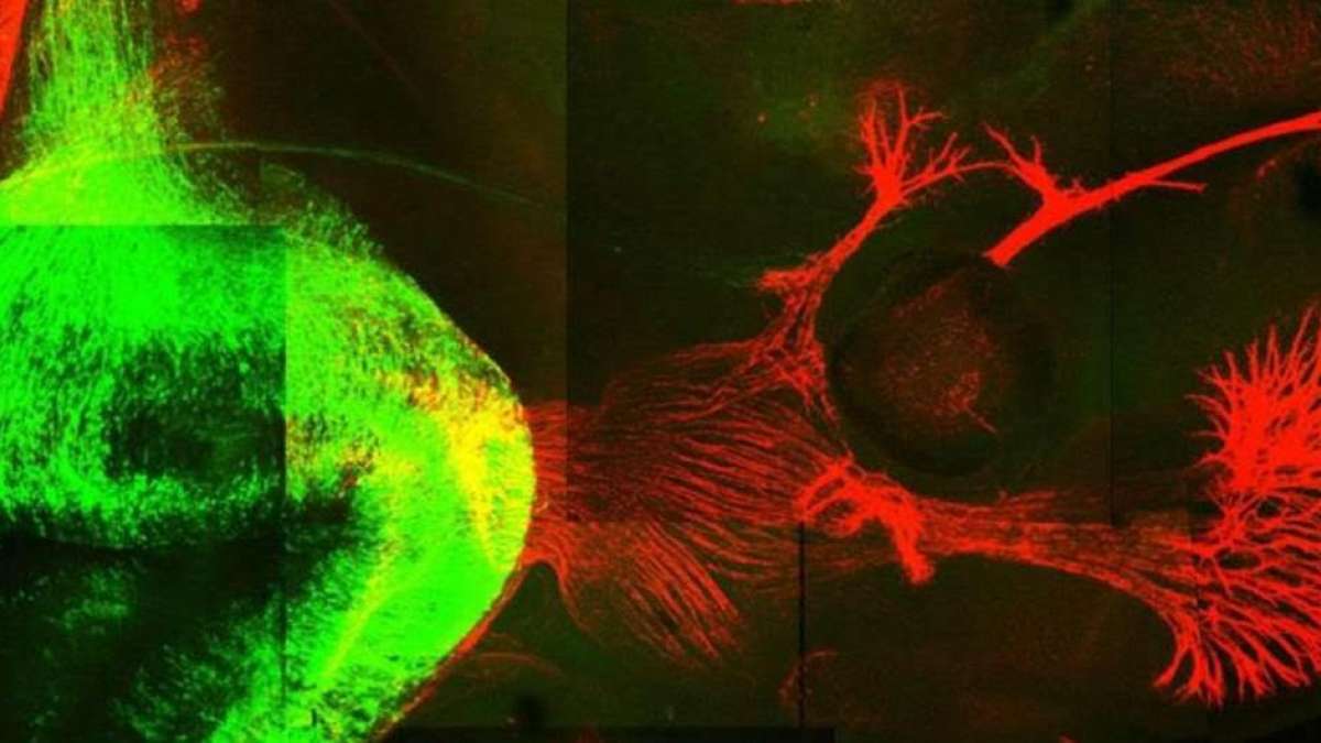 Scientists regenerate neurons that restore walking in mice after ...