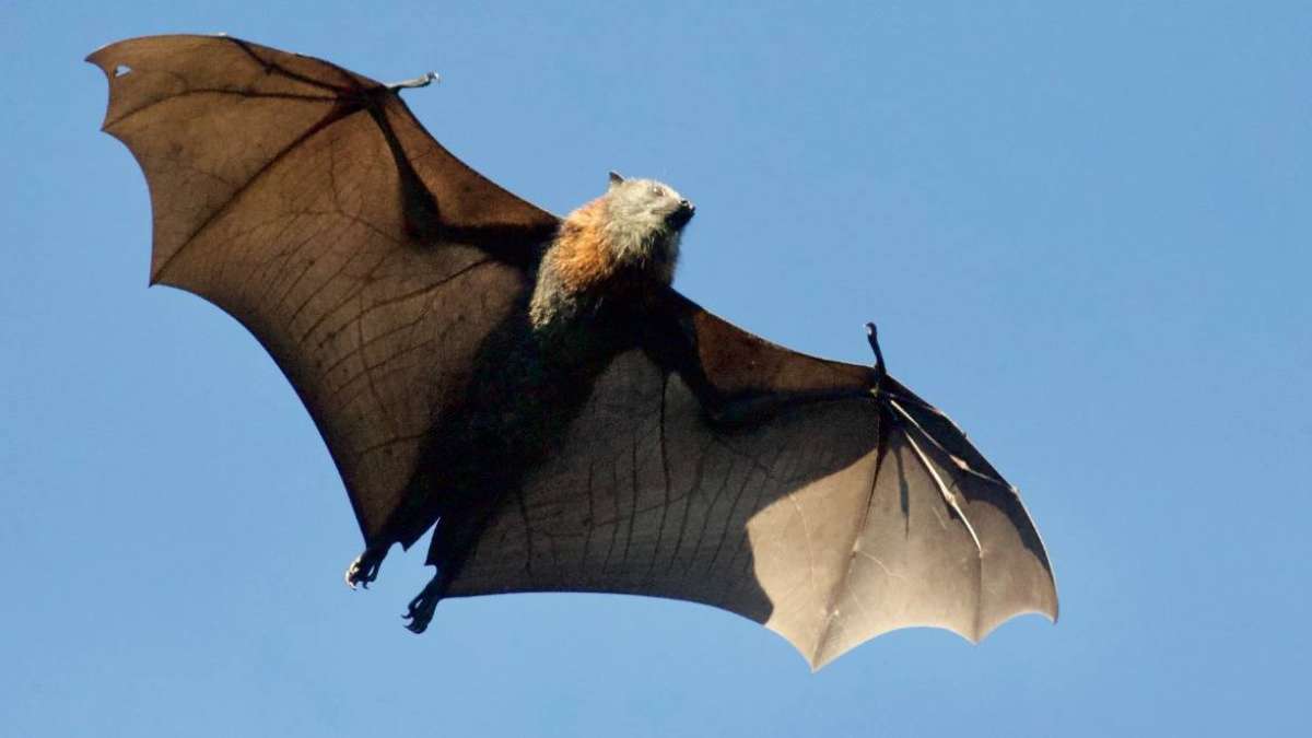 Rabies shots needed after any exposure to rabid bat | UCLA Health