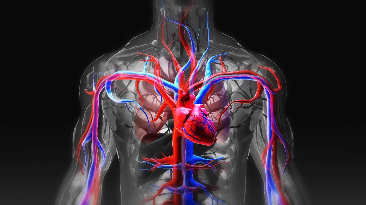 cardiovascular system function in tamil