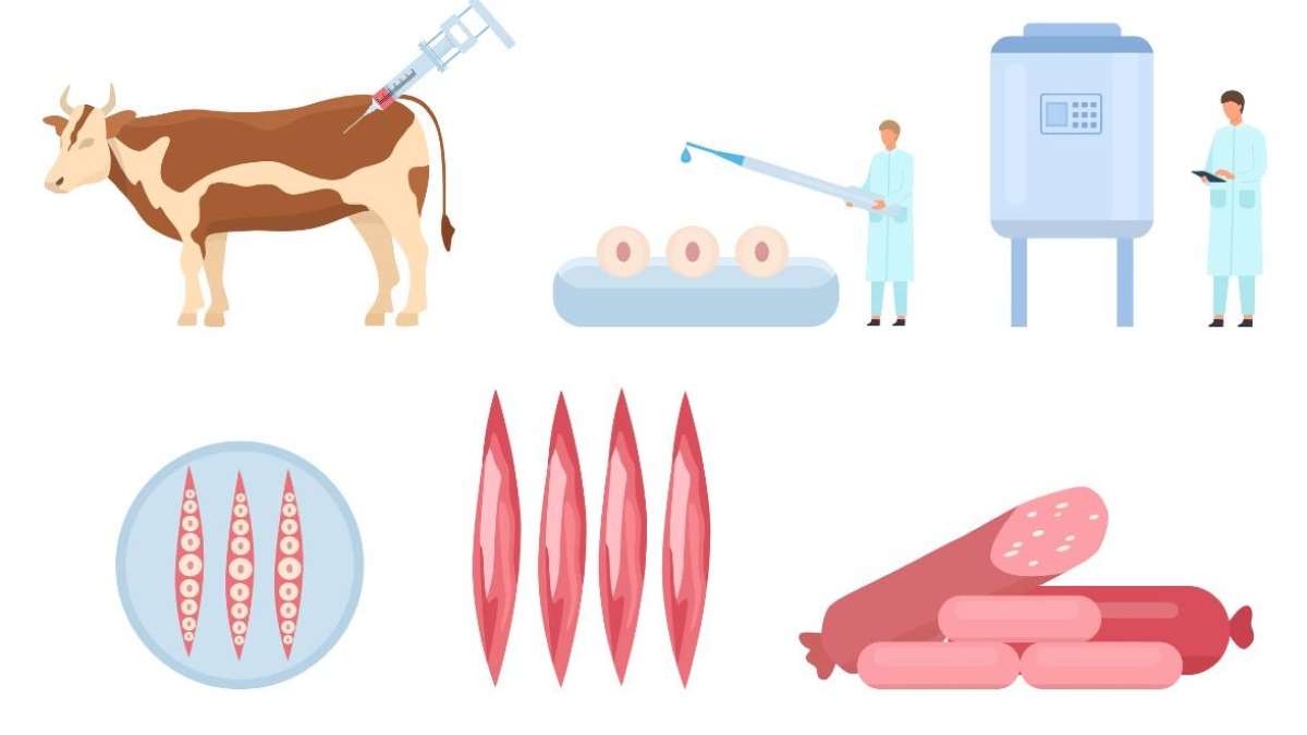 Can cultivated meat promote better health? Time will tell | UCLA Health