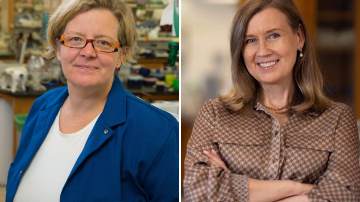 UCLA scientists receive $4.7 million in CIRM grants to advance novel ...