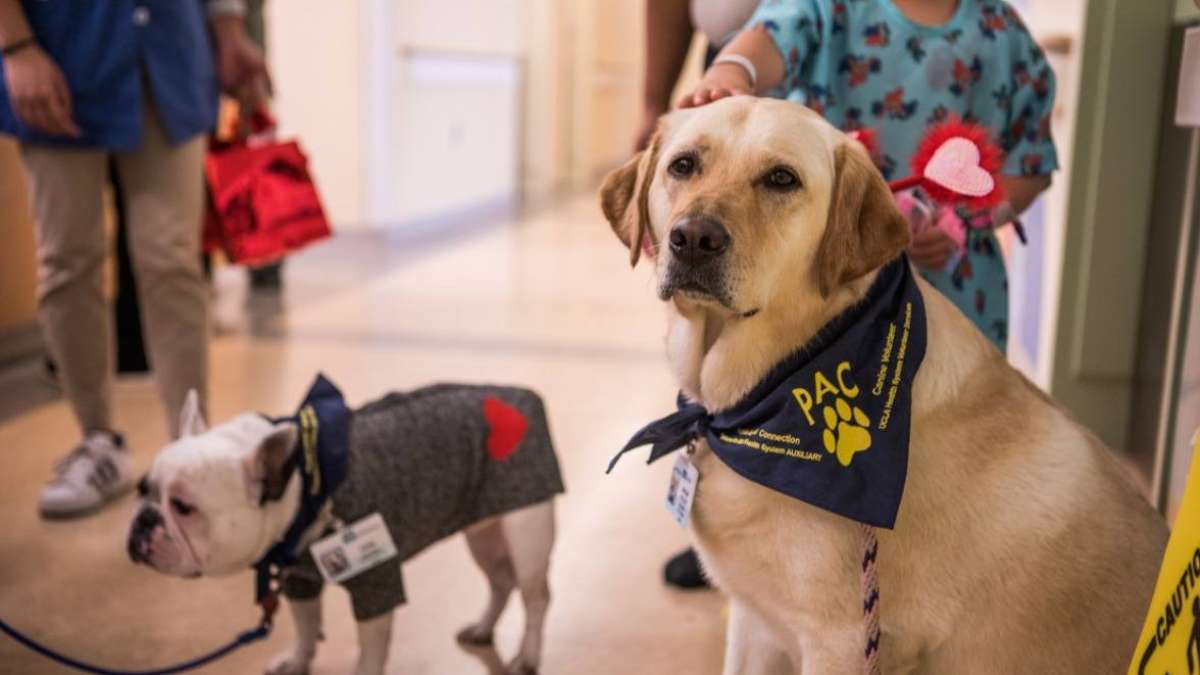 Therapy dogs offer comfort to young hospital patients | UCLA Health