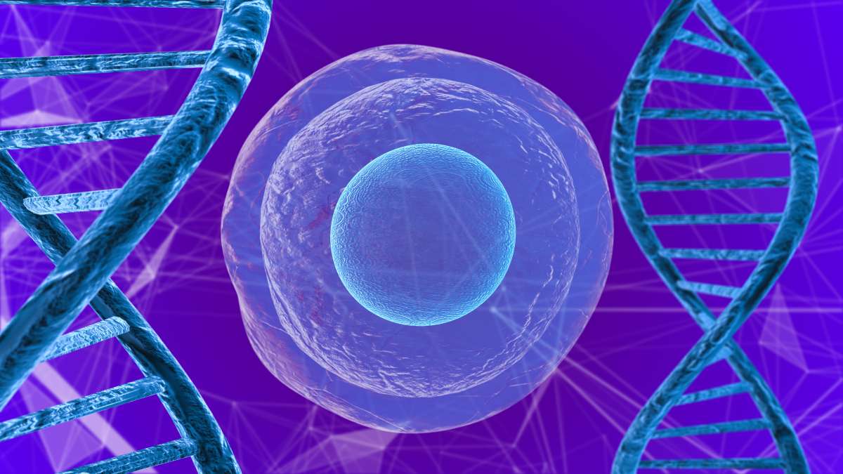 Mouse study shows gene therapy may correct creatine deficiency disorder ...