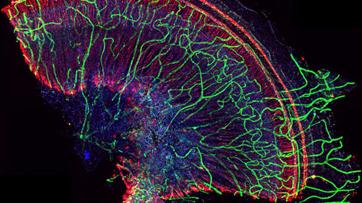 2019 UCLA microscopy image and video contest winners selected | UCLA Health