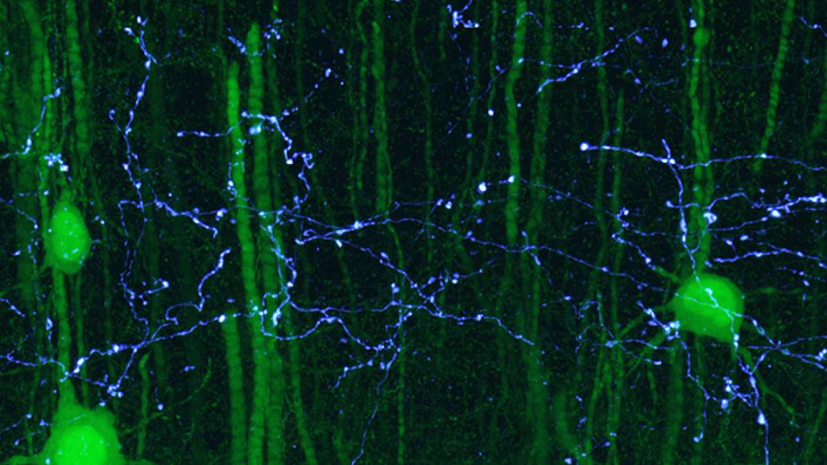 UCLA study maps major circuit in the mouse brain | UCLA Health