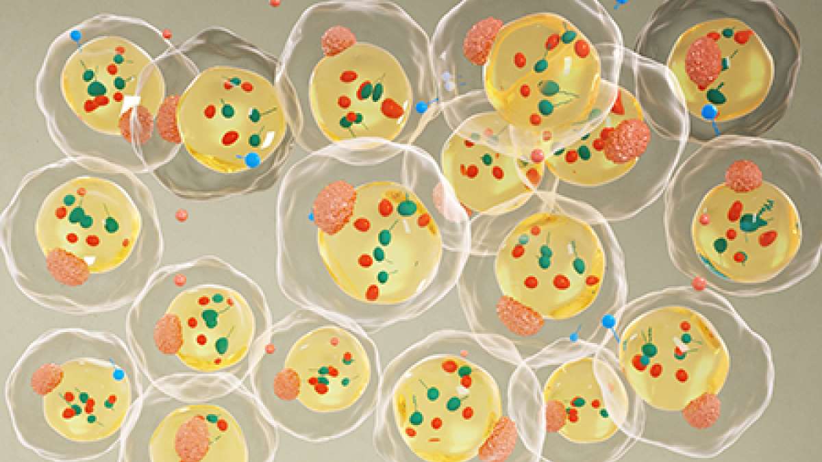 Fat cells are used to deliver drug that suppresses tumor growth in mice ...