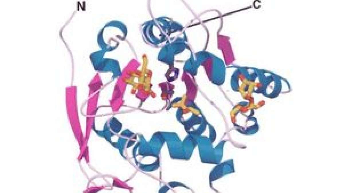 New vaccine shows promise as stronger weapon against both tuberculosis ...