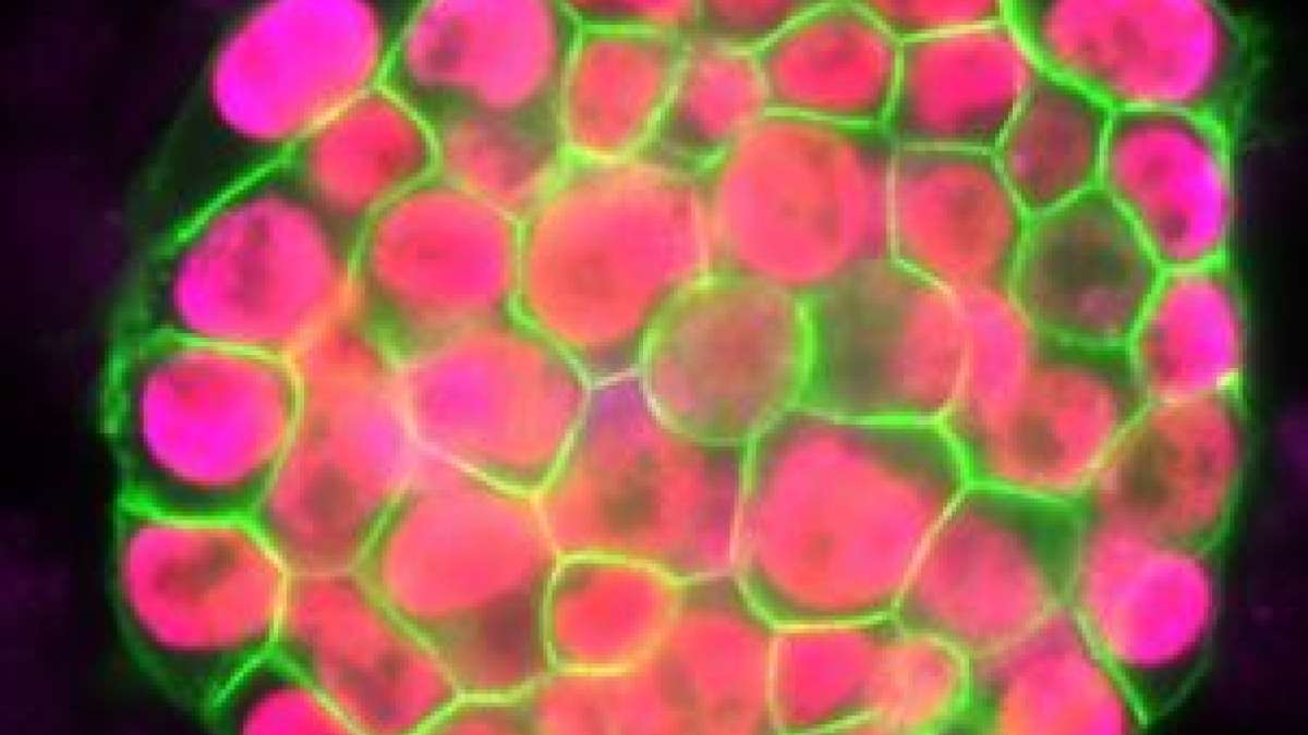 Scientists at UCLA develop method to define stages of stem cell ...