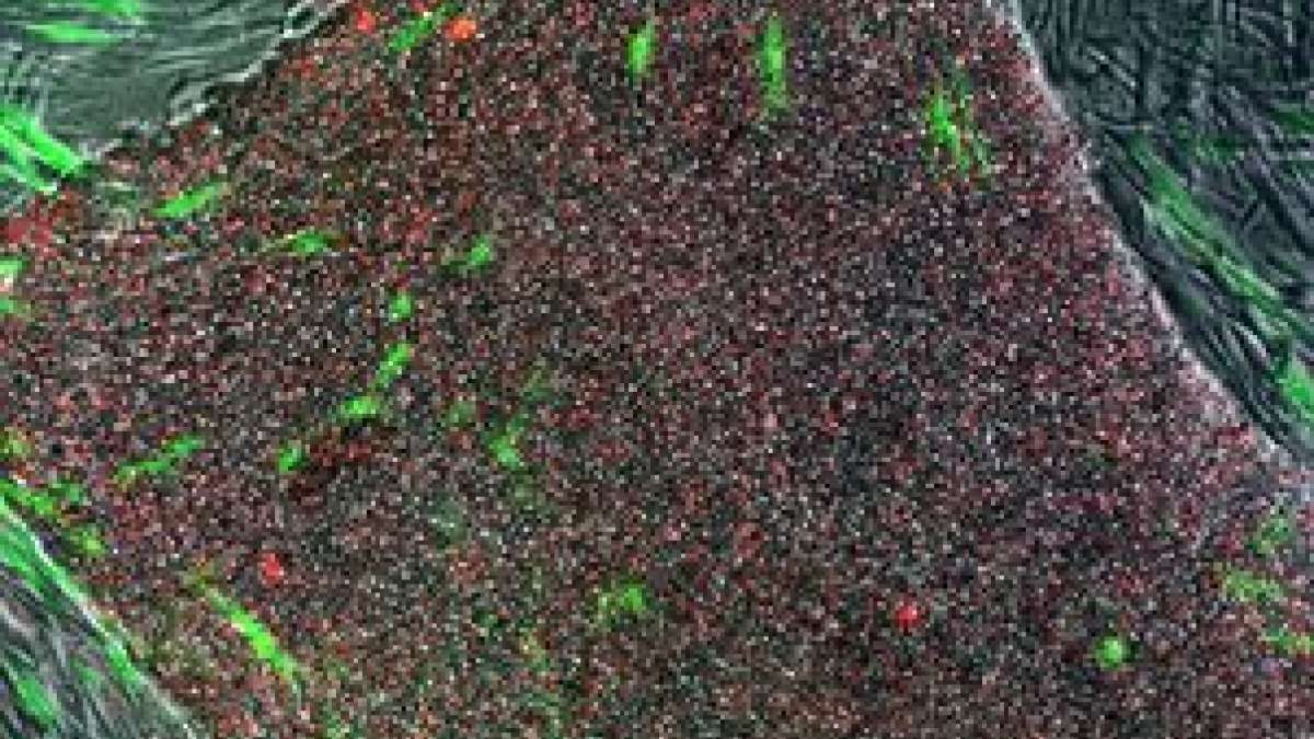 UCLA researchers issued patent for method that helps validate stem ...