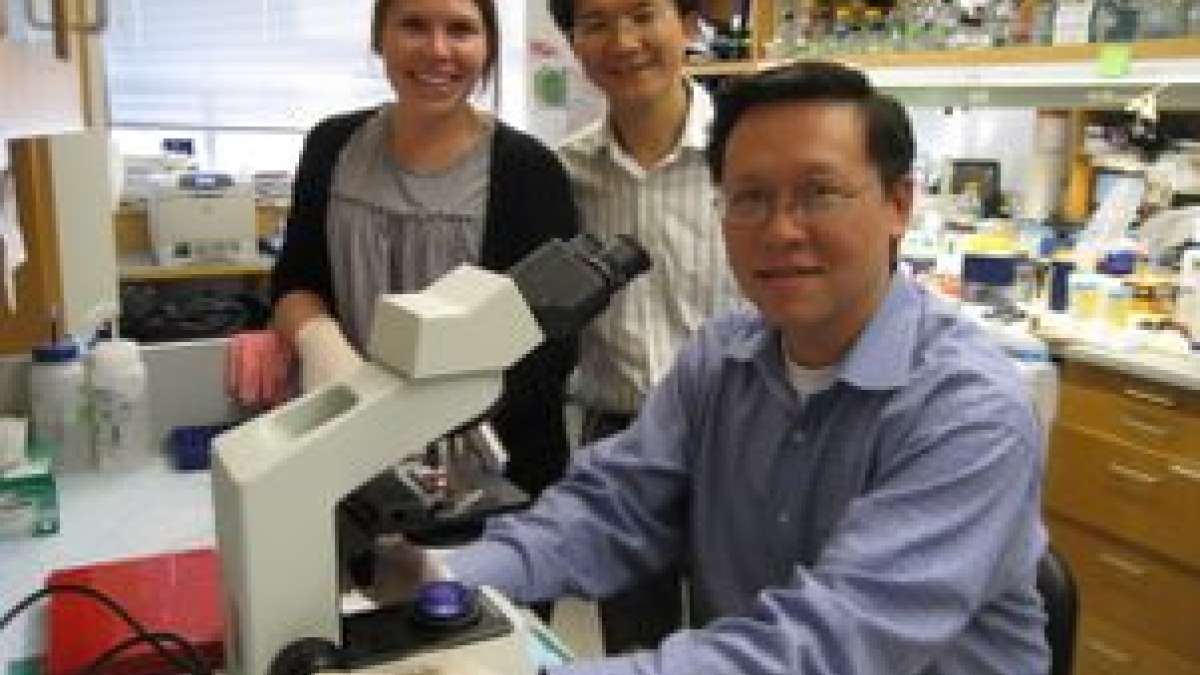 UCLA scientists find molecular switch to prevent Huntington's disease ...