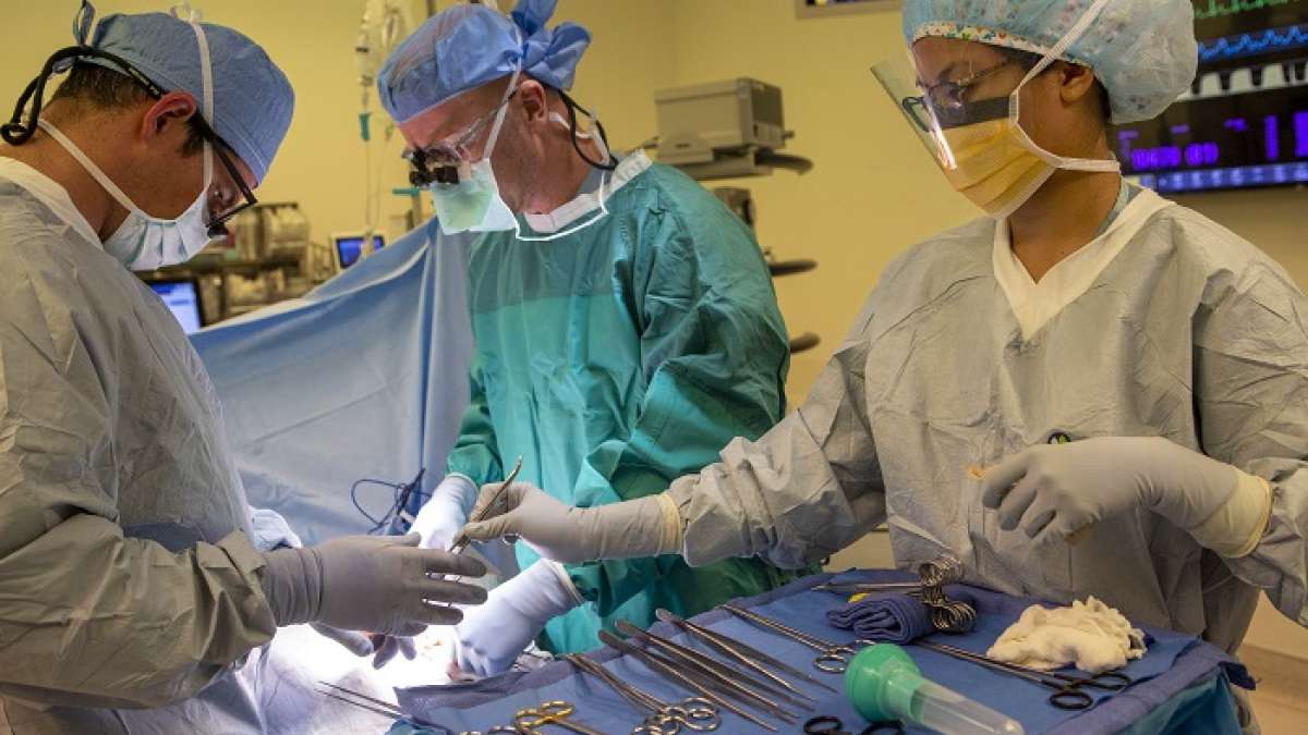 Study sheds light on cellular interactions that lead to liver ...