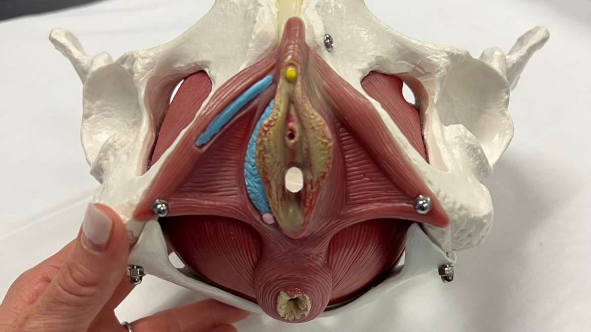 pelvic muscles anatomy