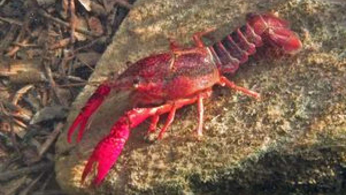 Invasive crayfish lead to more mosquitoes and risk of disease in ...