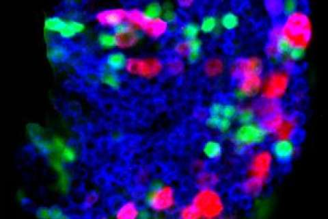 Gene discovery shows how stem cells can be activated to help immune ...