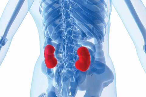 High creatinine levels can indicate chronic kidney disease | UCLA Health