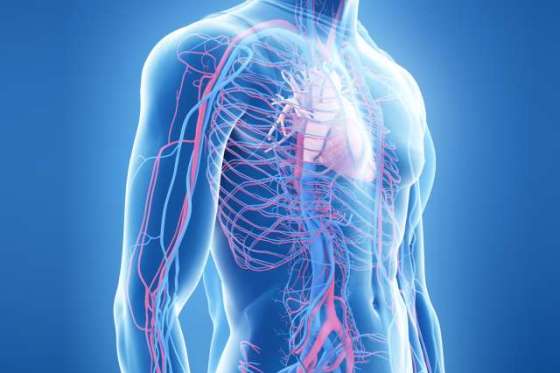 Vascular and Endovascular Surgery - Surgery | UCLA Health