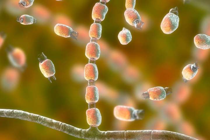 Valley fever the result of fungus found in contaminated soil | UCLA Health