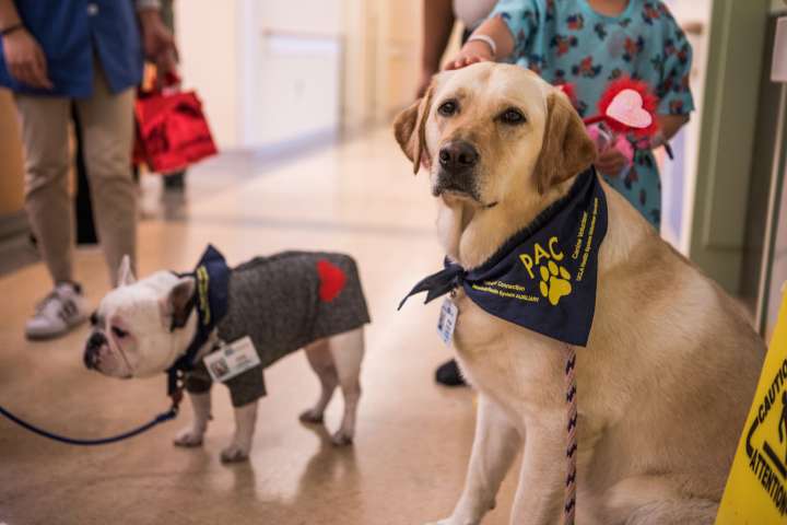 People with PTSD can benefit from therapy dogs | UCLA Health