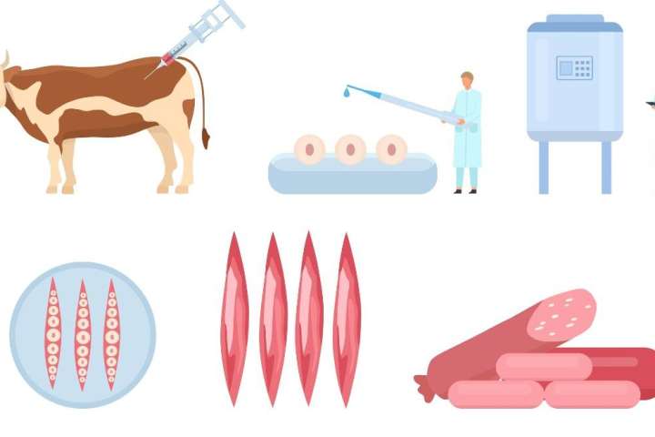 Can cultivated meat promote better health? Time will tell | UCLA Health