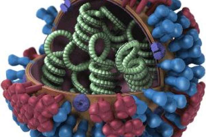 Five intriguing facts about viruses that cause measles, Ebola and other ...