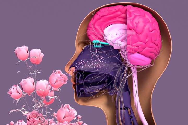 Why your sense of smell is important to your health | UCLA Health