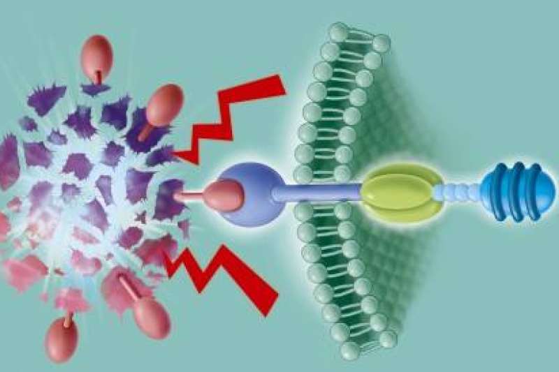 CAR T-cell therapy boosts cure rates for children with aggressive blood ...