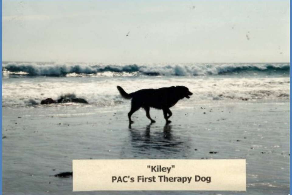 PAC Retired Therapy Animals - People-Animal Connection | UCLA Health