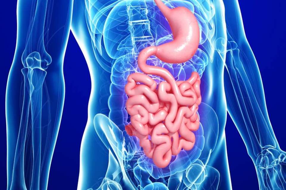 Fecal transplants treat C. diff, may have more uses | UCLA Health