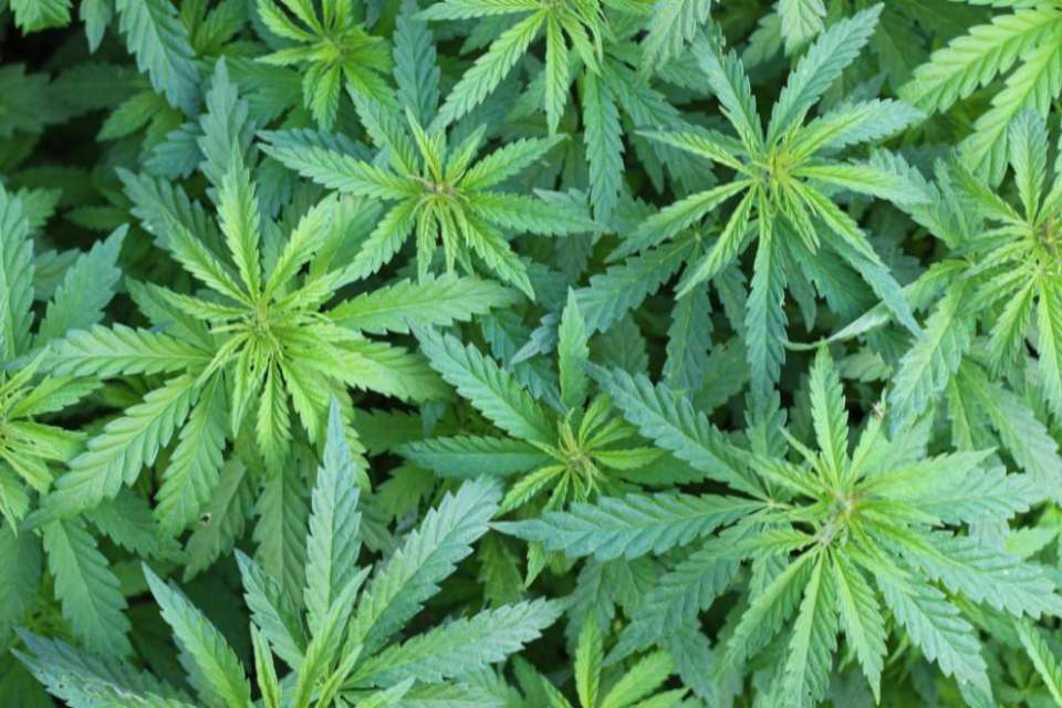 FDA issues strong warning on cannabis products containing delta-8 THC ...