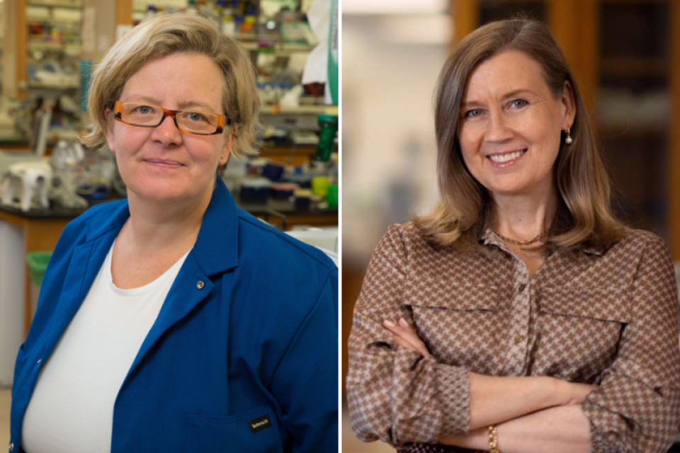 UCLA scientists receive $4.7 million in CIRM grants to advance novel ...