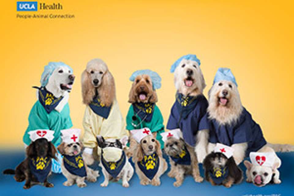 Hospital animal-assisted therapy program embarks on crowdfunding ...