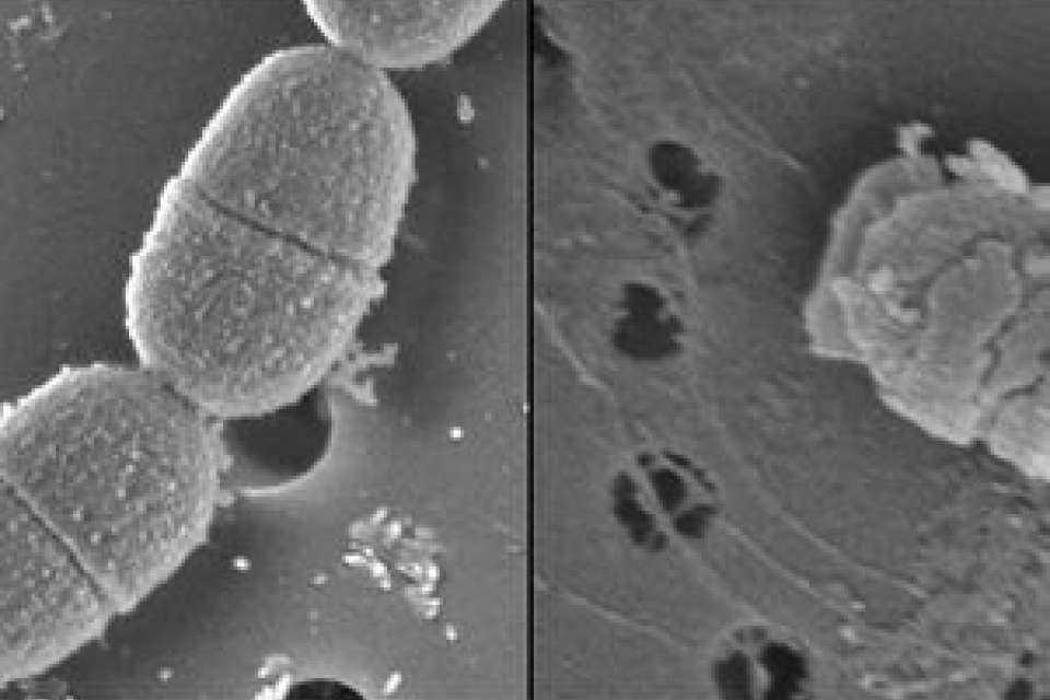 UCLA scientists explain mechanism that makes their mouthwash so ...