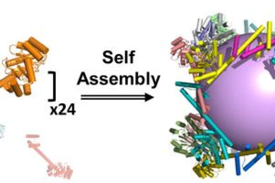 UCLA biochemists build largest synthetic molecular ‘cage’ ever | UCLA ...
