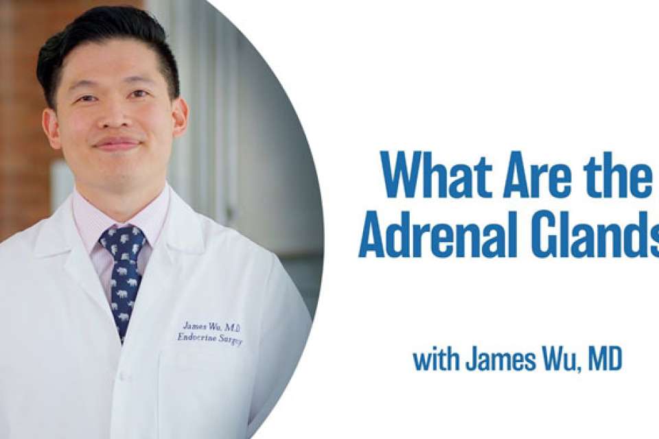 Can You Live a Normal Life With One Adrenal Gland? - Endocrine Surgery ...