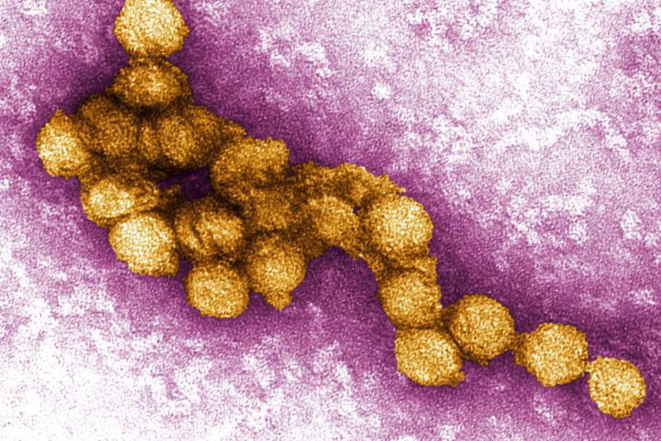 UCLA researchers find high levels of the industrial chemical BTMPS in ...