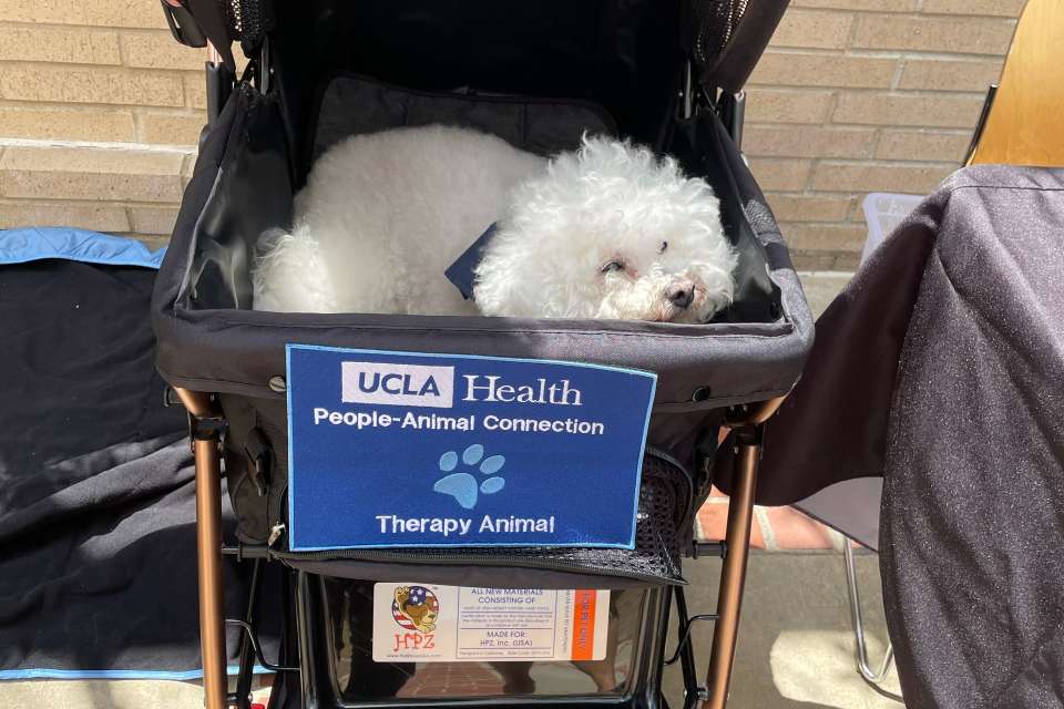 Support PAC - People-Animal Connection | UCLA Health