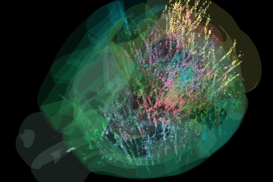 Complete brain activity map revealed for the first time in mice ...