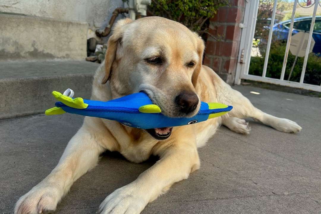 Support PAC - People-Animal Connection | UCLA Health