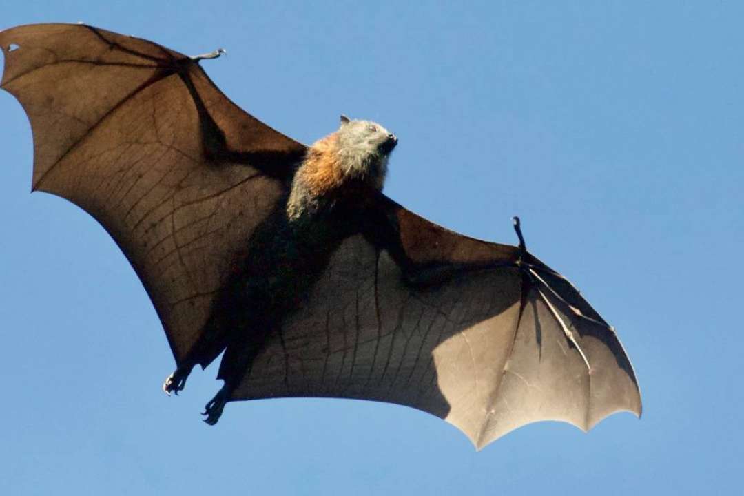 Rabies shots needed after any exposure to rabid bat | UCLA Health