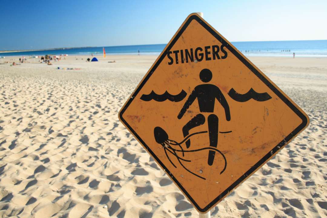 Dealing with a jellyfish sting | UCLA Health