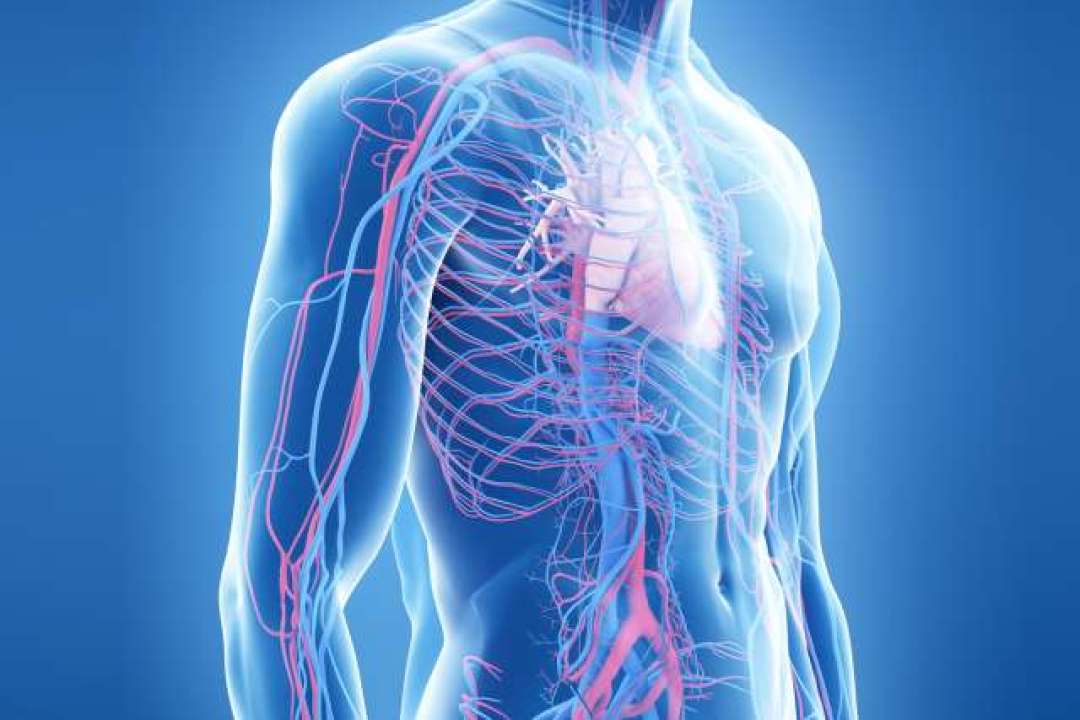Vascular and Endovascular Surgery - Surgery | UCLA Health