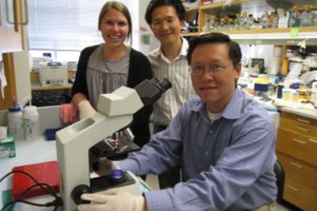UCLA scientists find molecular switch to prevent Huntington's disease ...